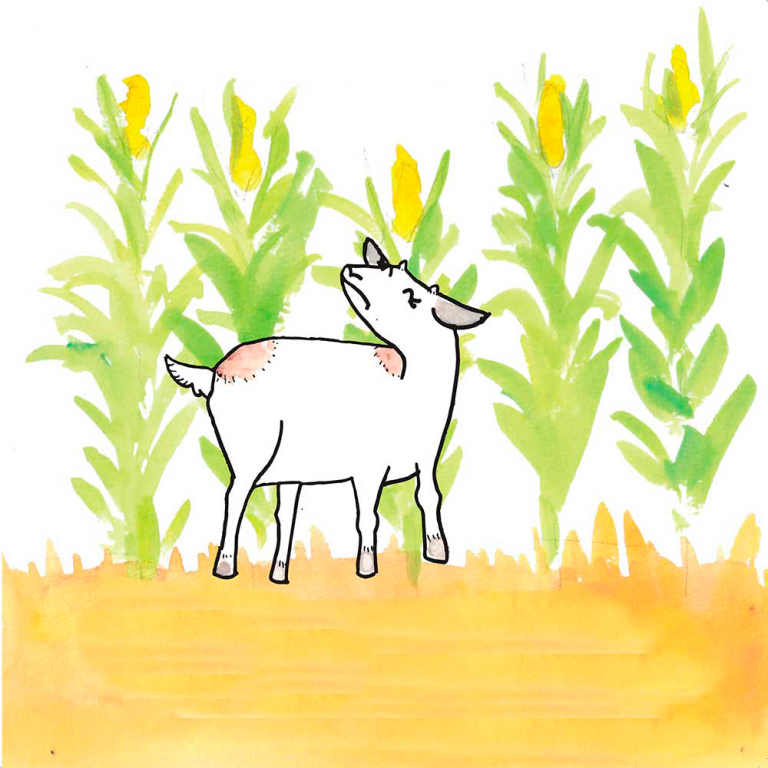 La cabrita – Cuentos infantiles