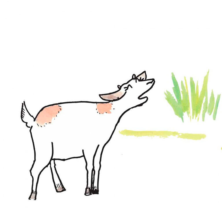 La cabrita – Cuentos infantiles